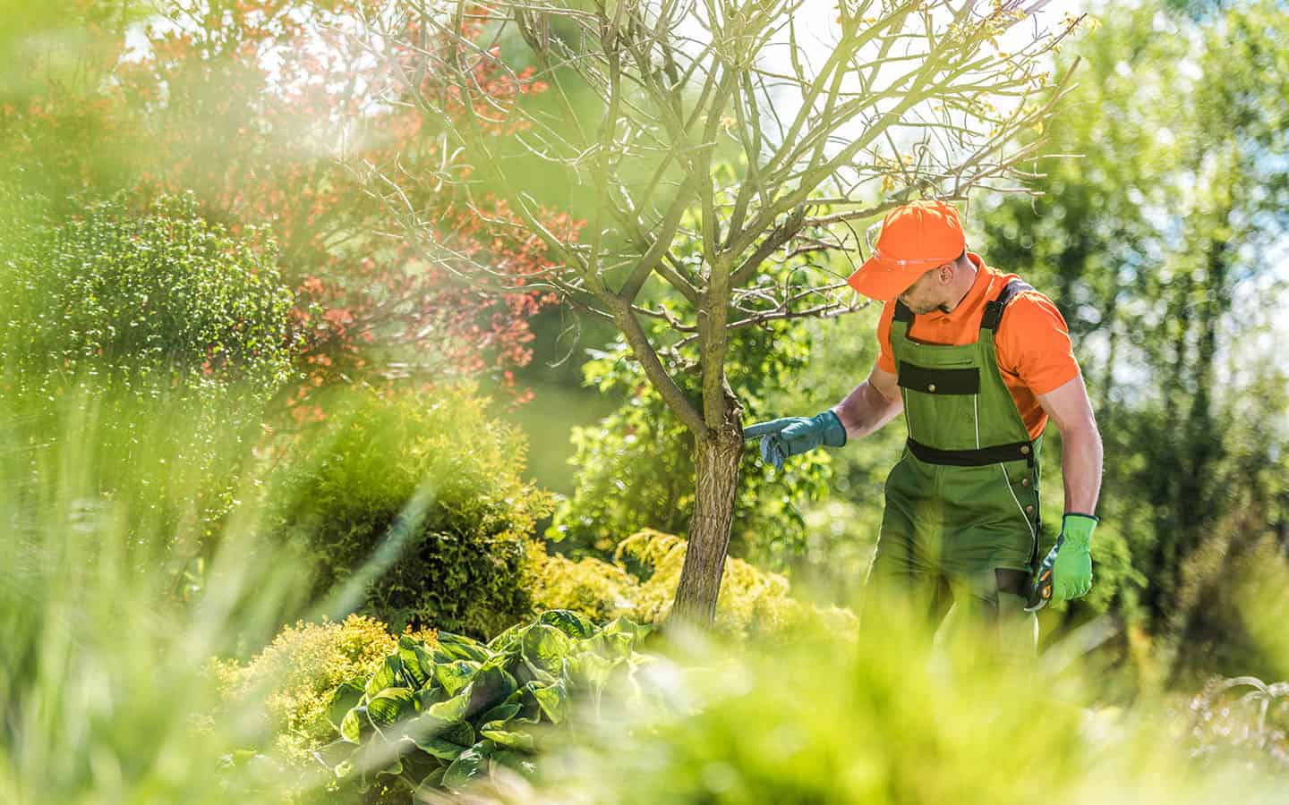 Tree Check Month: take a look for pests