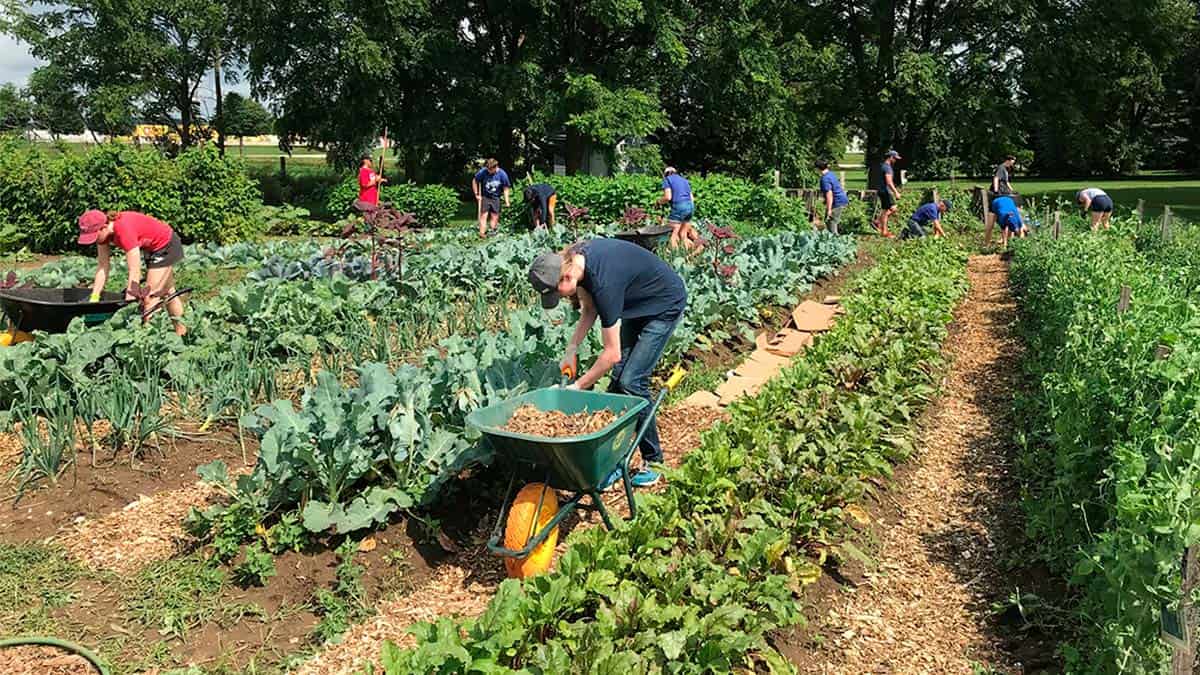 Community garden harvest provides produce for charities