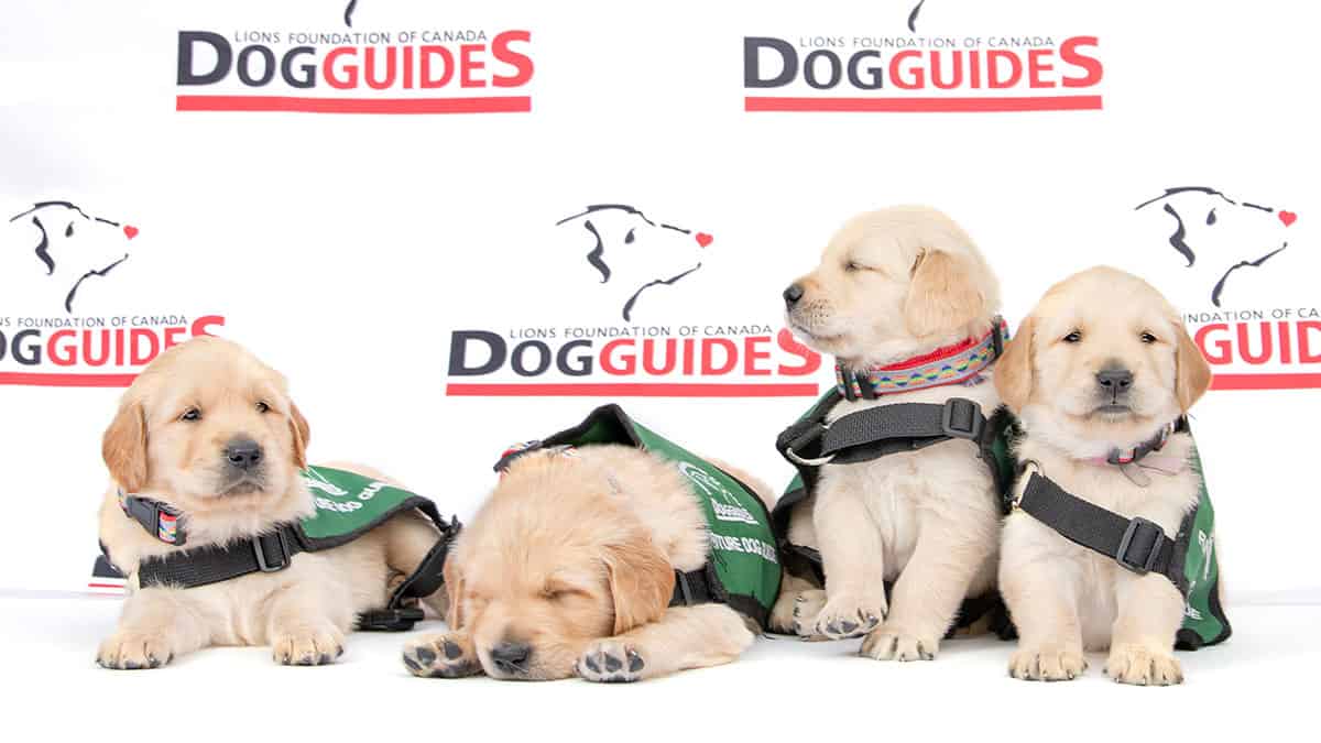 Lions’ Walk for Dog Guides