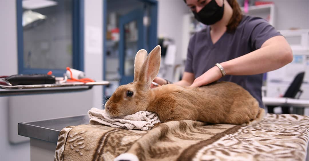 Humane society raises concerns about inhumane trapping of wildlife